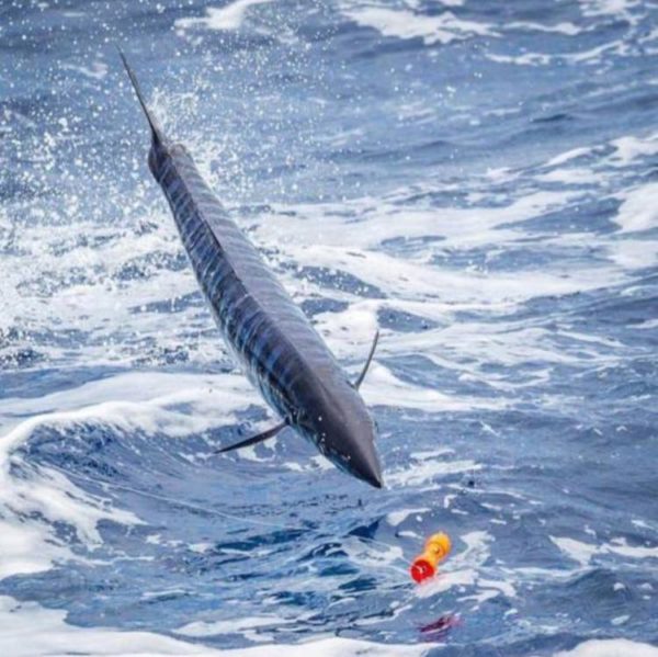 How to Catch Mackerel - Gold Coast - Gold Coast Fishing Charters